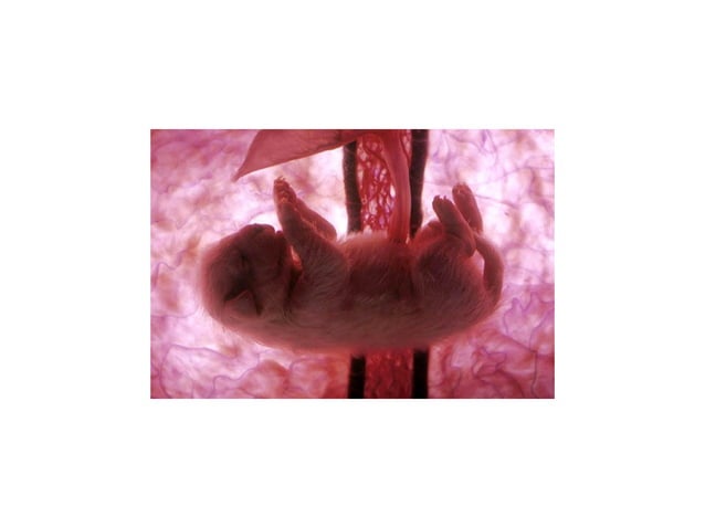 Animals In The Womb | PPS