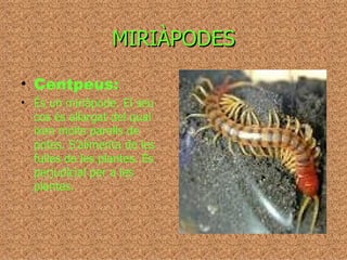 Animals invertebrats | PPT