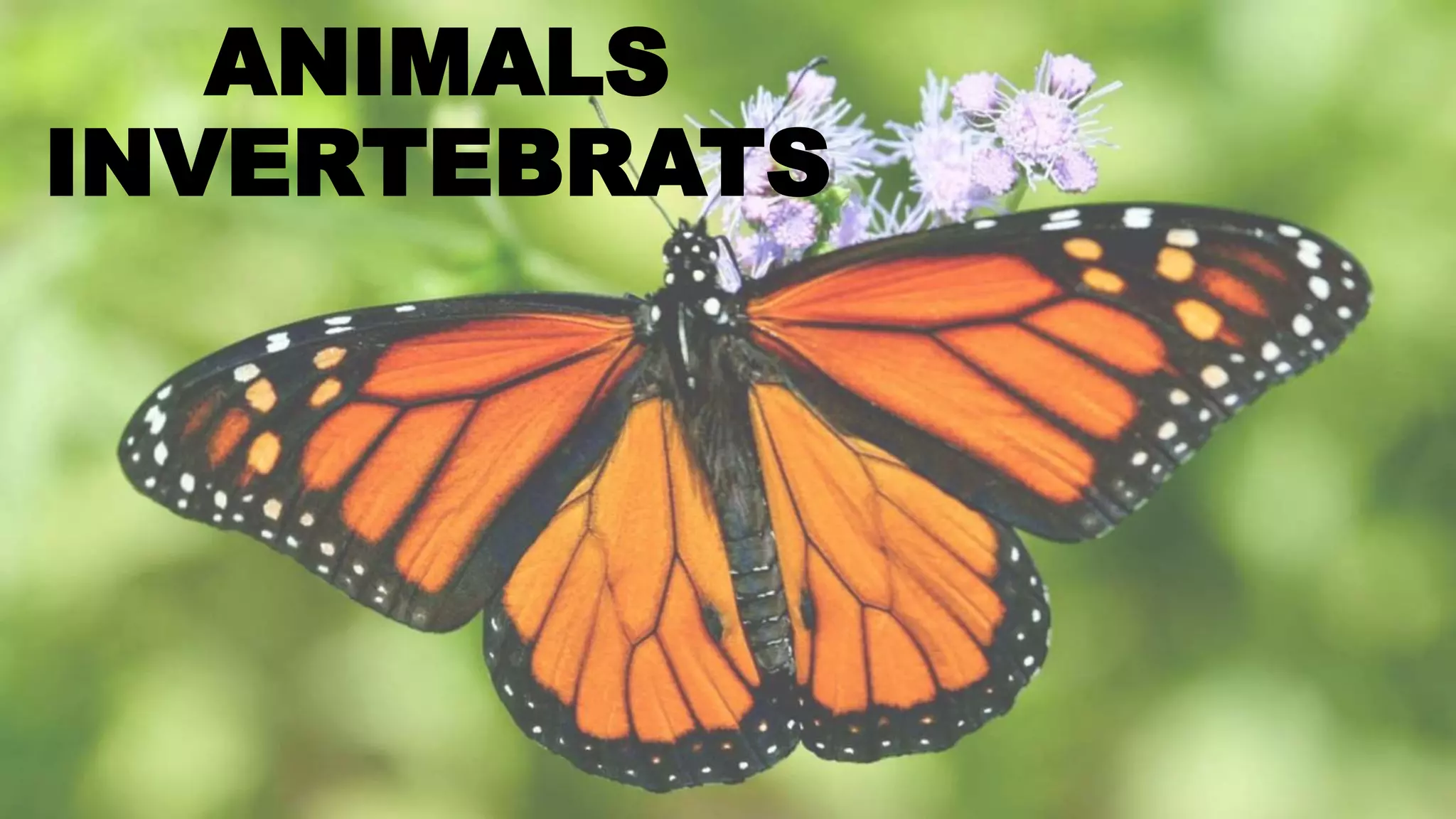Animals invertebrats | PPT