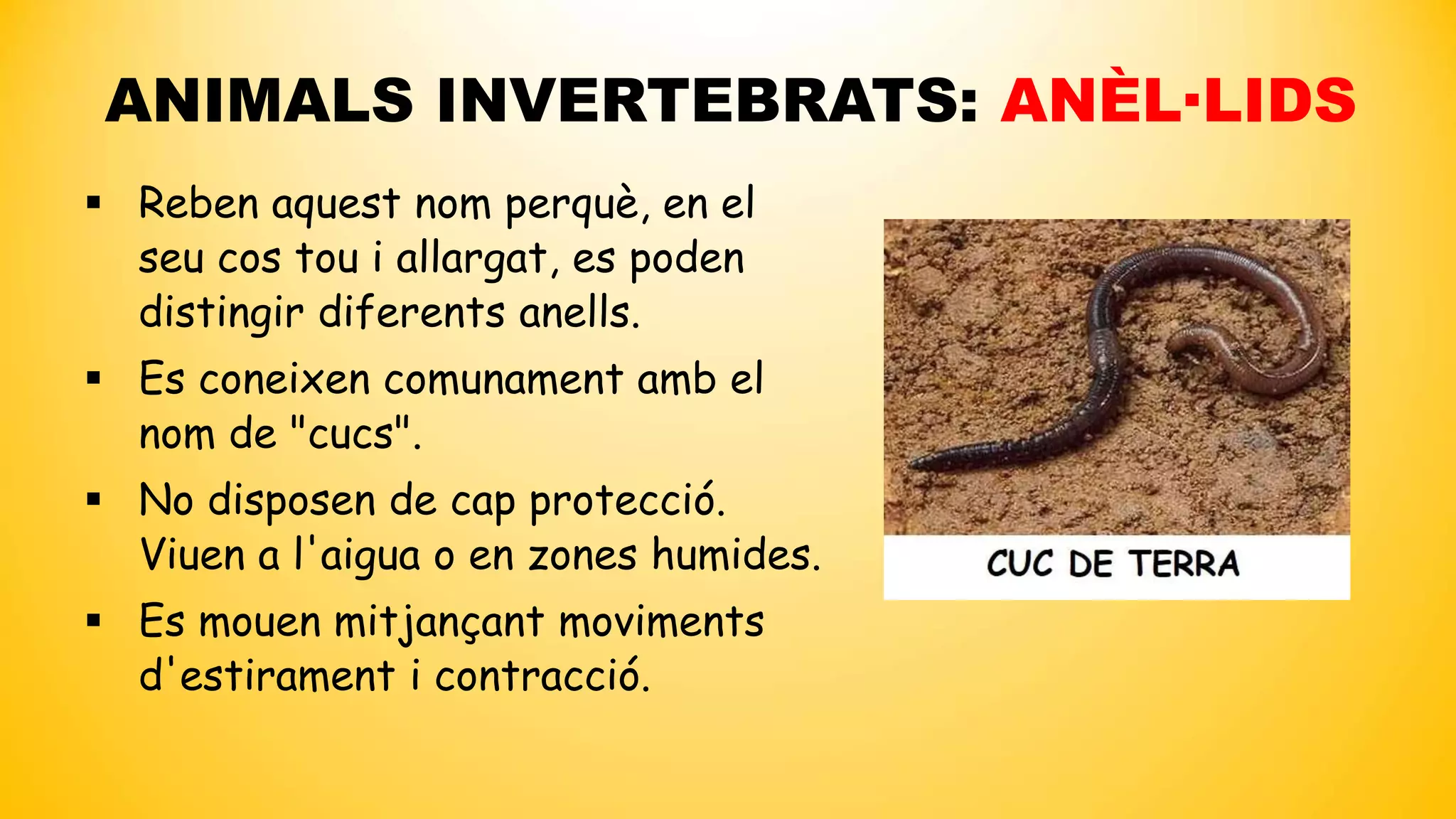 Animals invertebrats | PPT