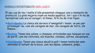 Animals invertebrats | PPSX