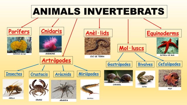 Animals invertebrats | PPT
