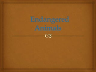 endangered animals. | PPTX