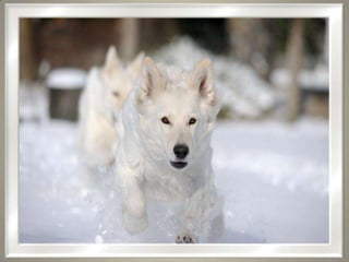 Animals in winter | PPSX