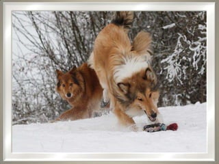 Animals in winter | PPSX