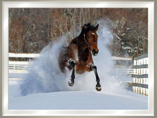 Animals in winter | PPSX