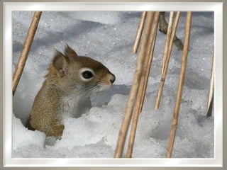 Animals in winter | PPSX