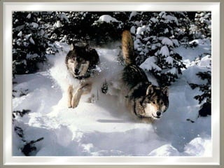 Animals in winter | PPSX