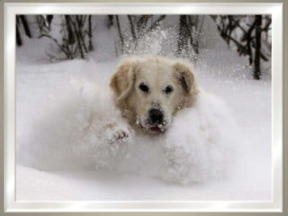 Animals in winter | PPSX