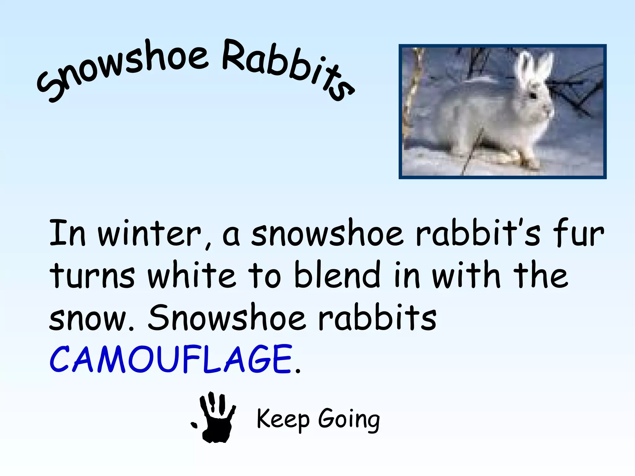 Animals in winter | PPT