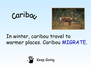 Animals in winter | PPT