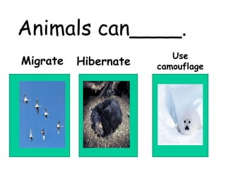 Animals in winter | PPT