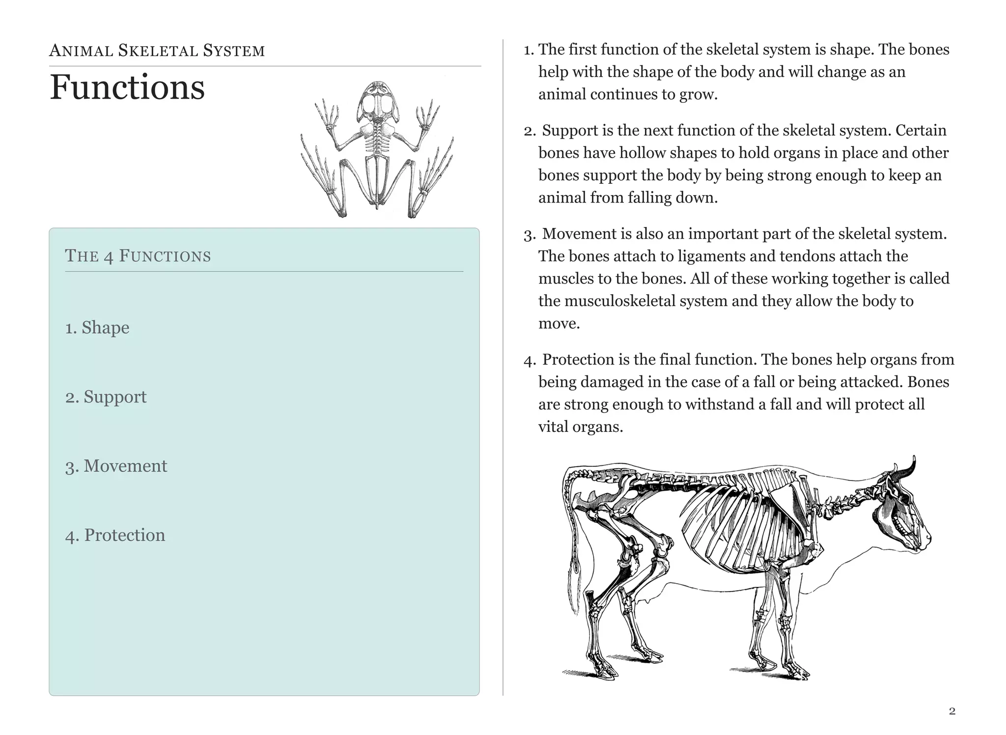 Animal skeletal system | PDF