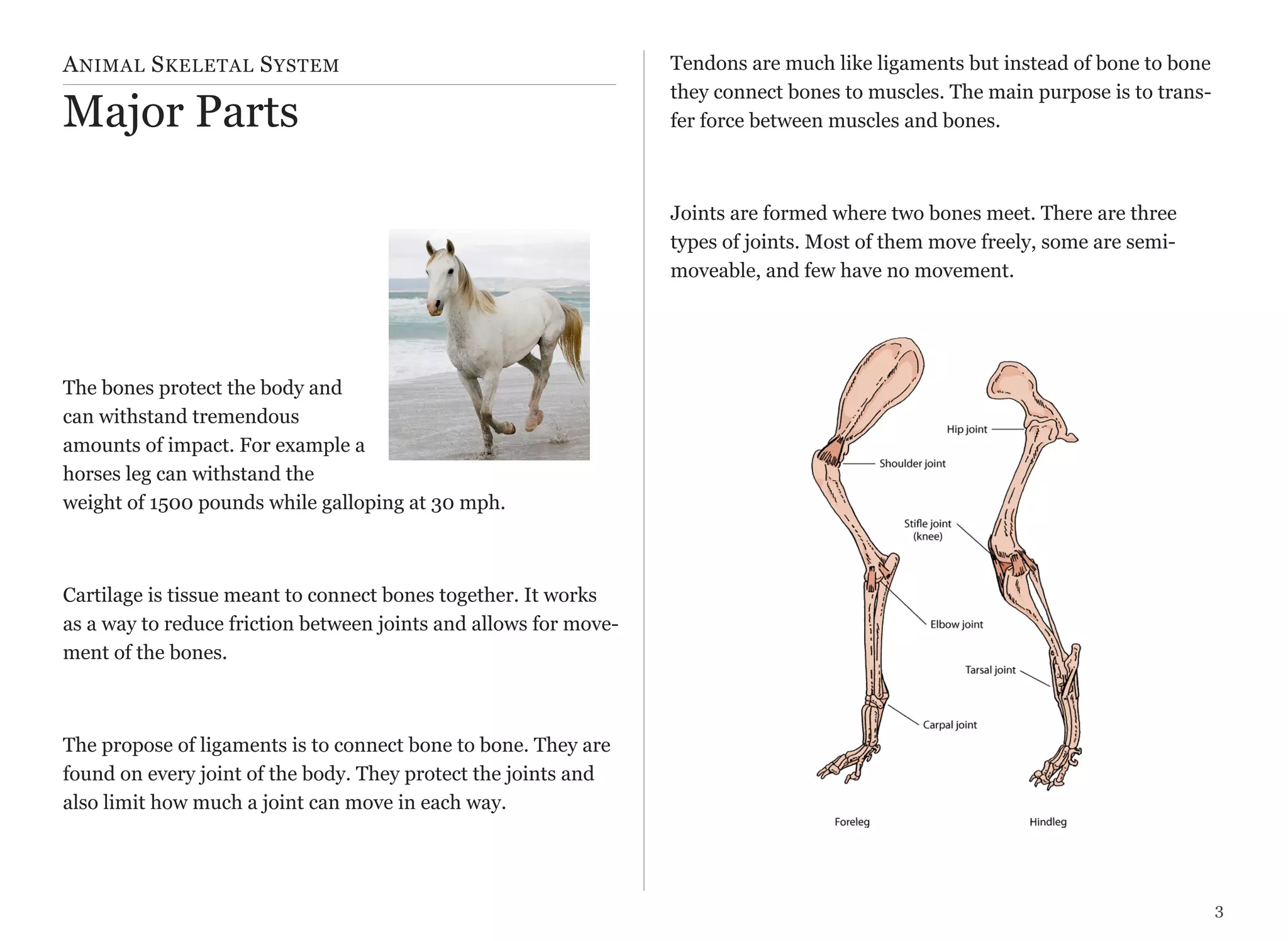 Animal skeletal system | PDF