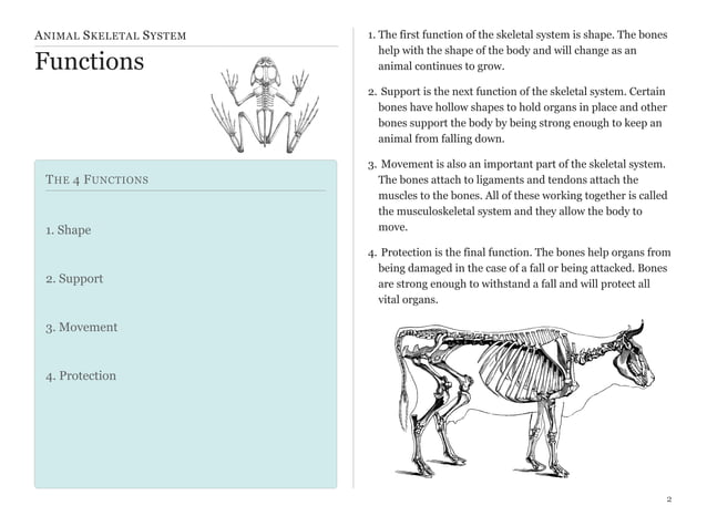 Animal skeletal system | PDF | Death, Injury, or Military Conflict ...