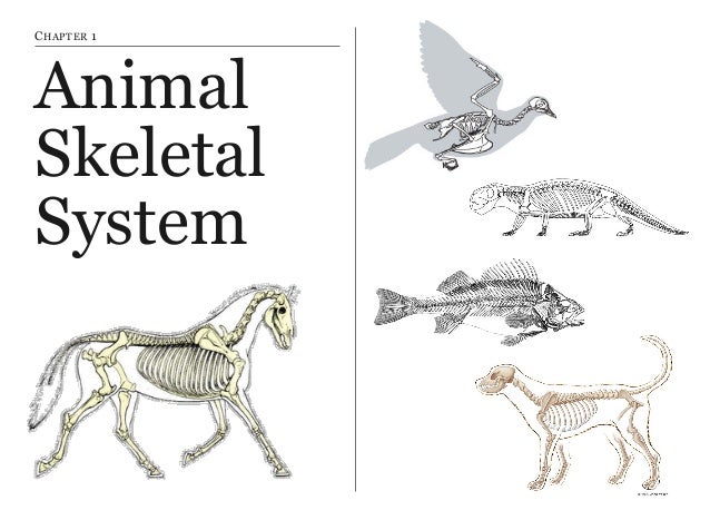 Animal skeletal system