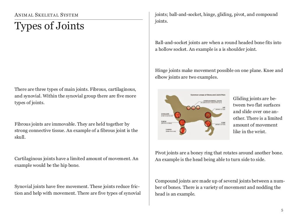 Animal Skeletal System animal-skeletal-system