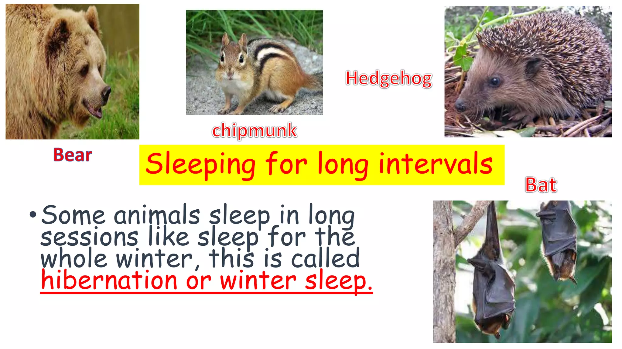 Animal sleep patterns | PPTX
