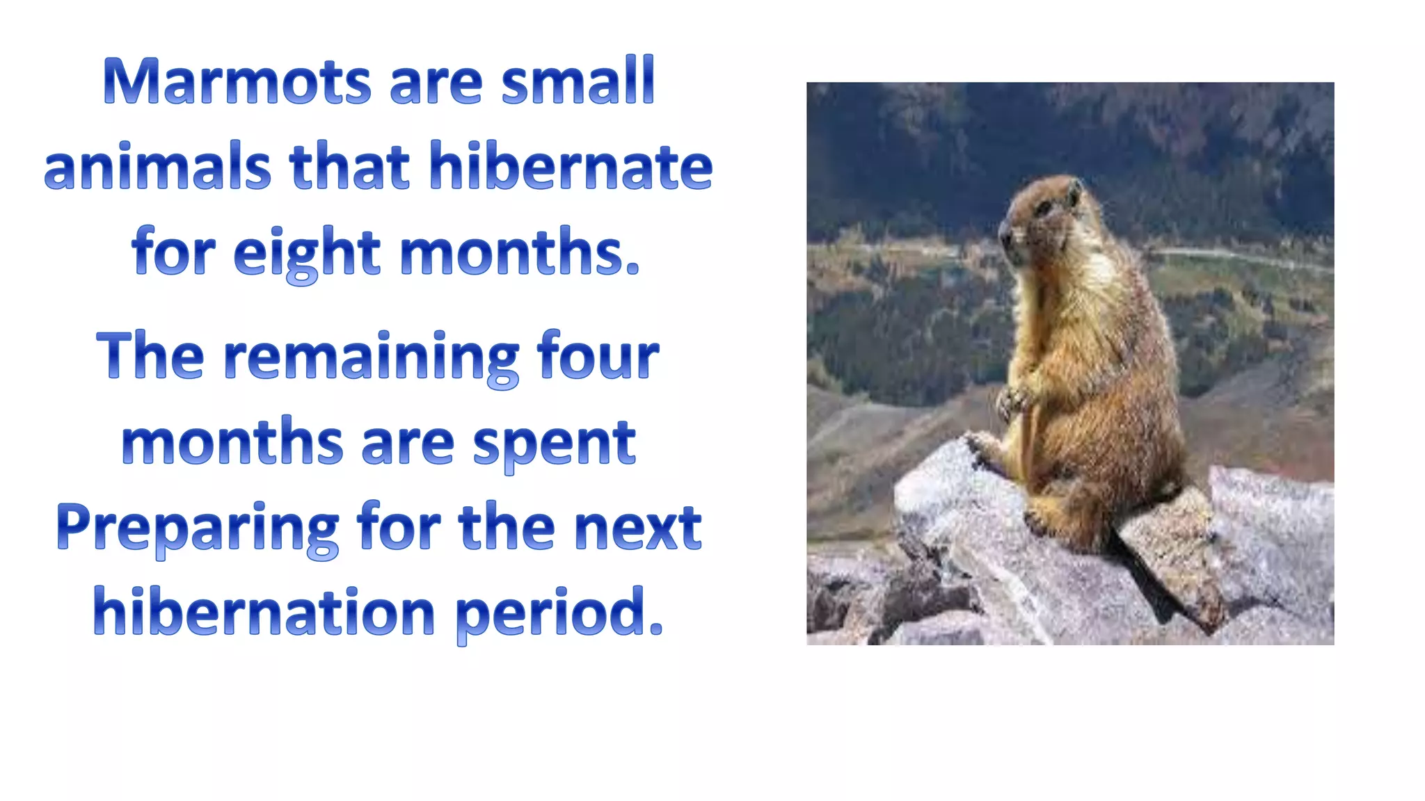 Animal sleep patterns | PPTX