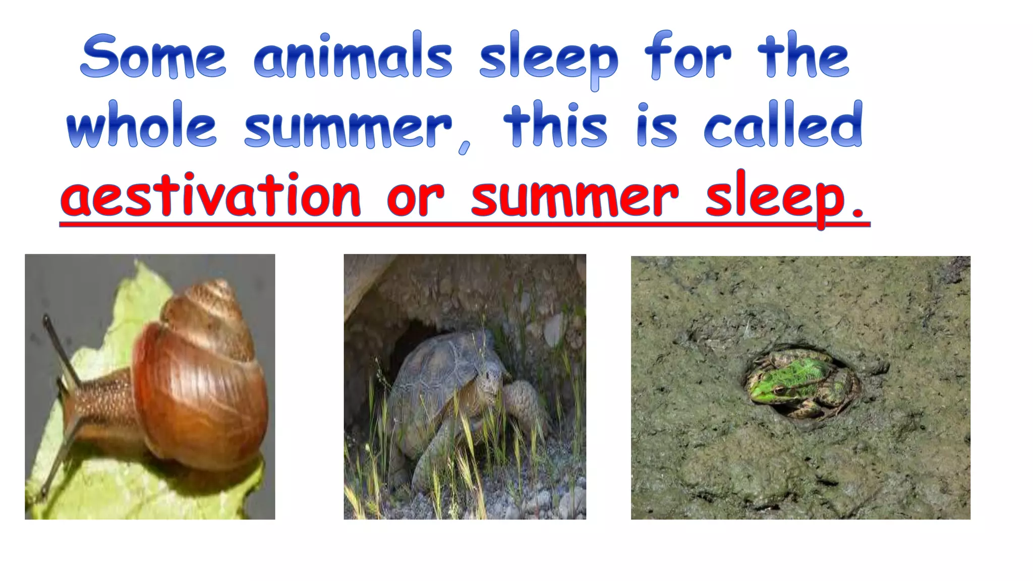 Animal sleep patterns | PPTX