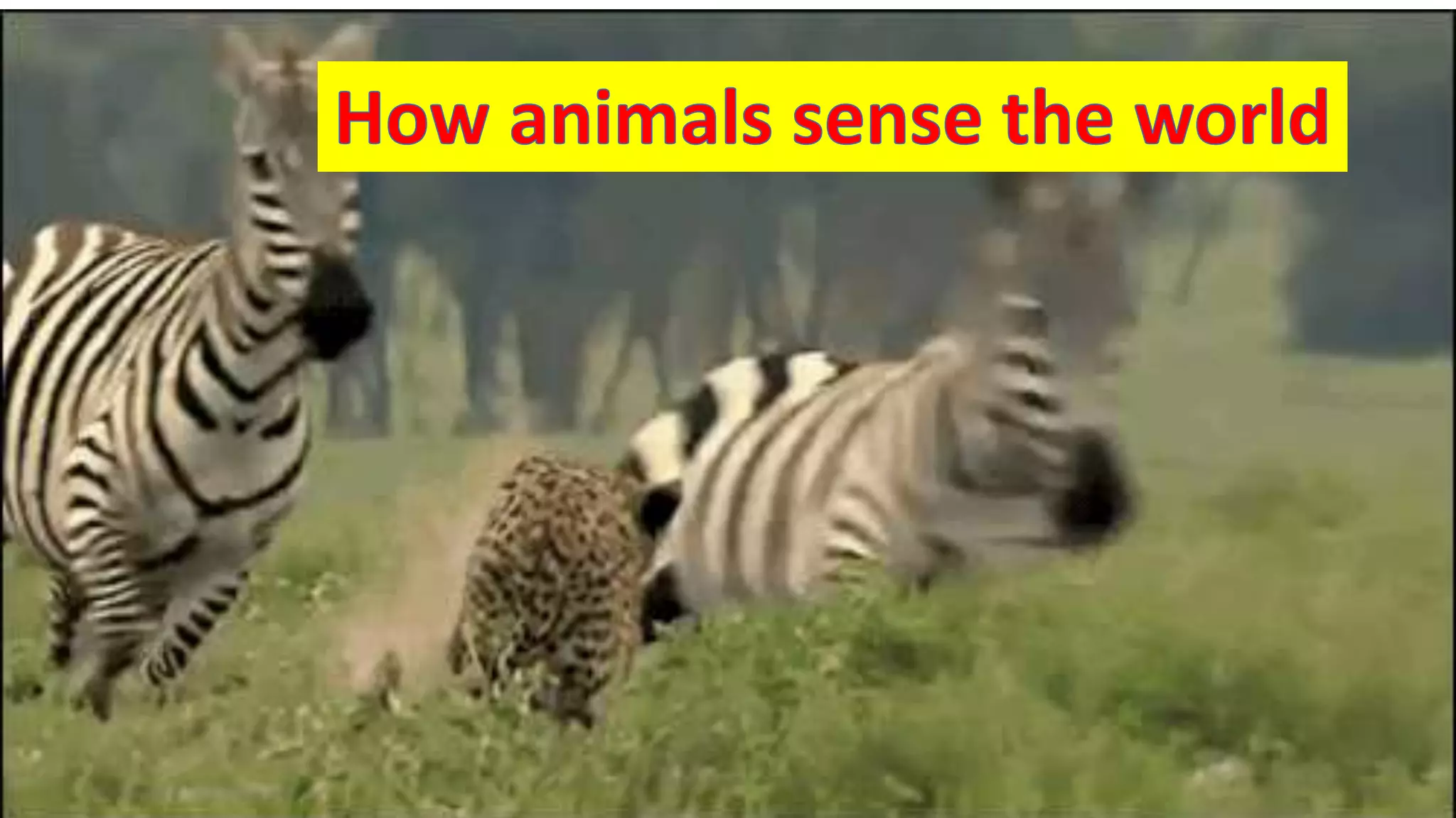 Animal sleep patterns | PPTX