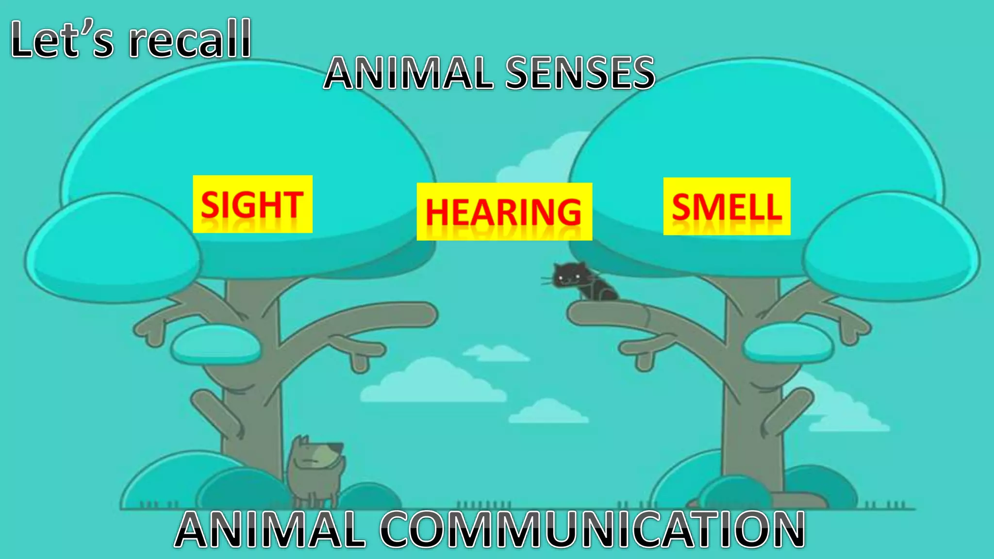Animal sleep patterns | PPTX
