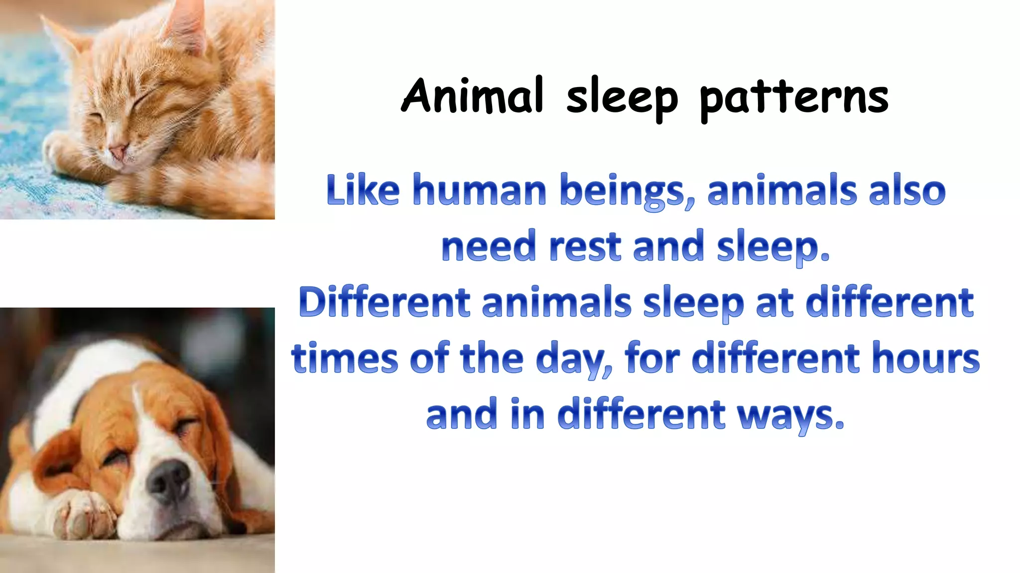 Animal sleep patterns | PPTX