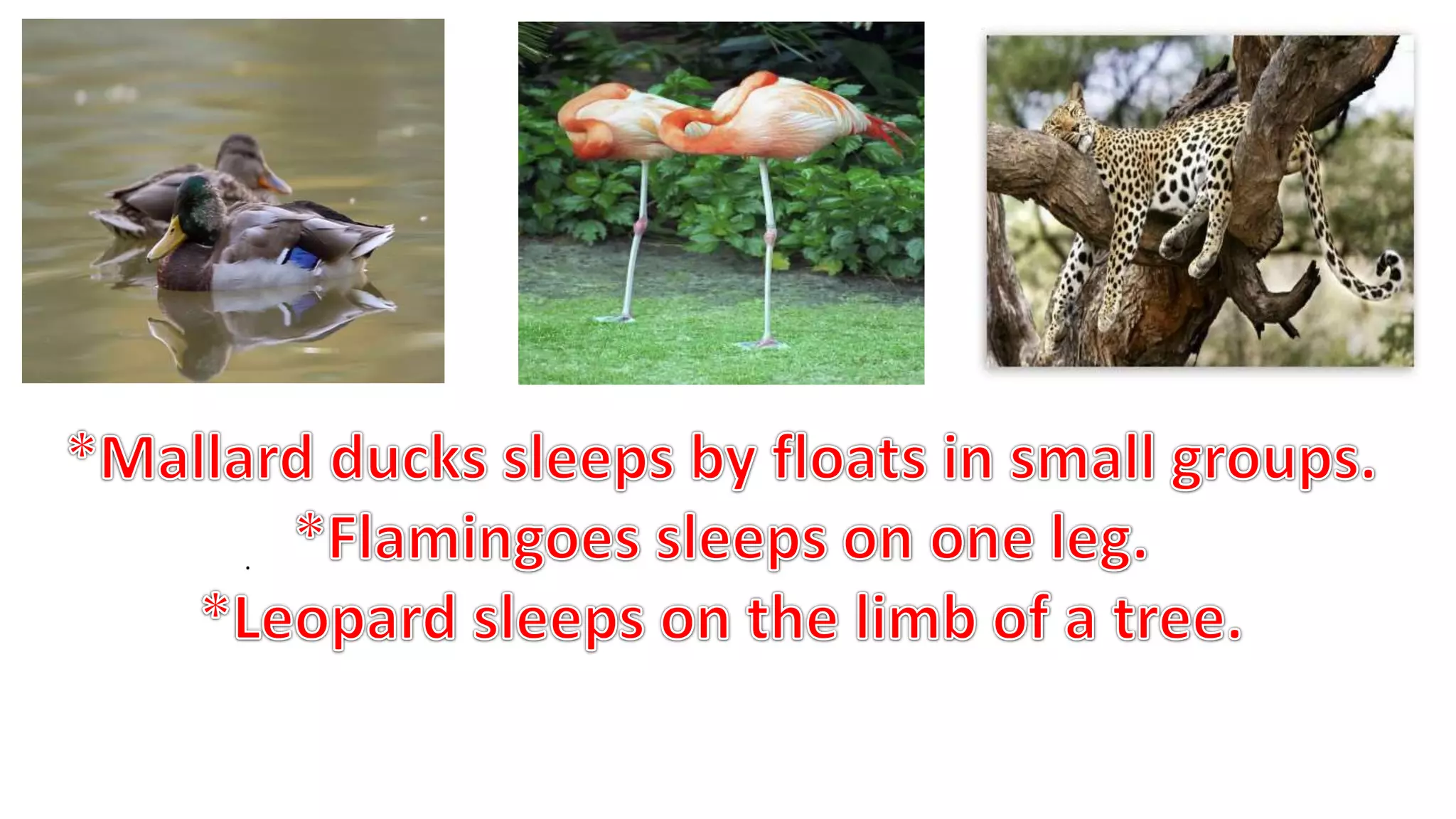 Animal sleep patterns | PPTX