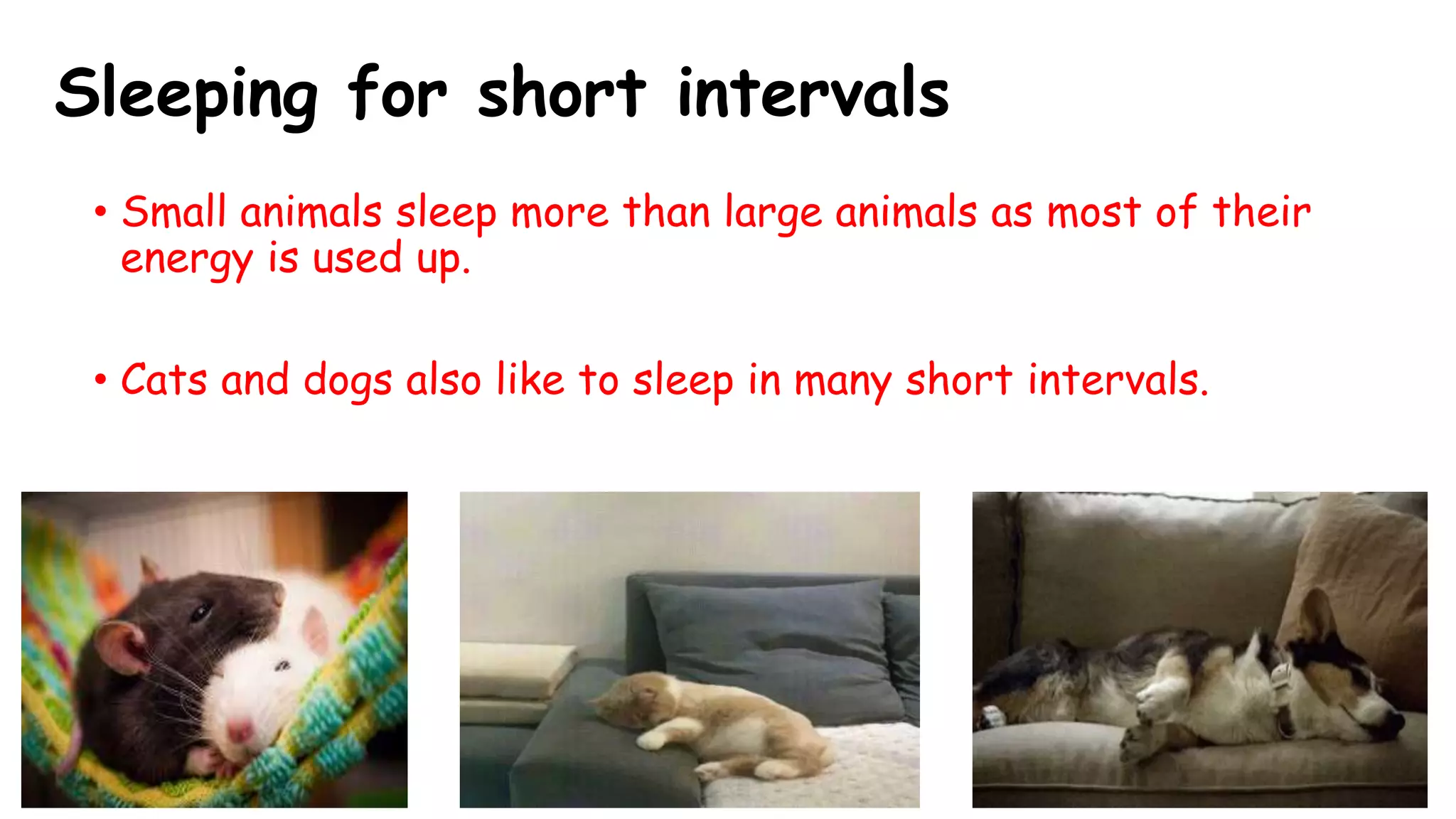 Animal sleep patterns | PPTX