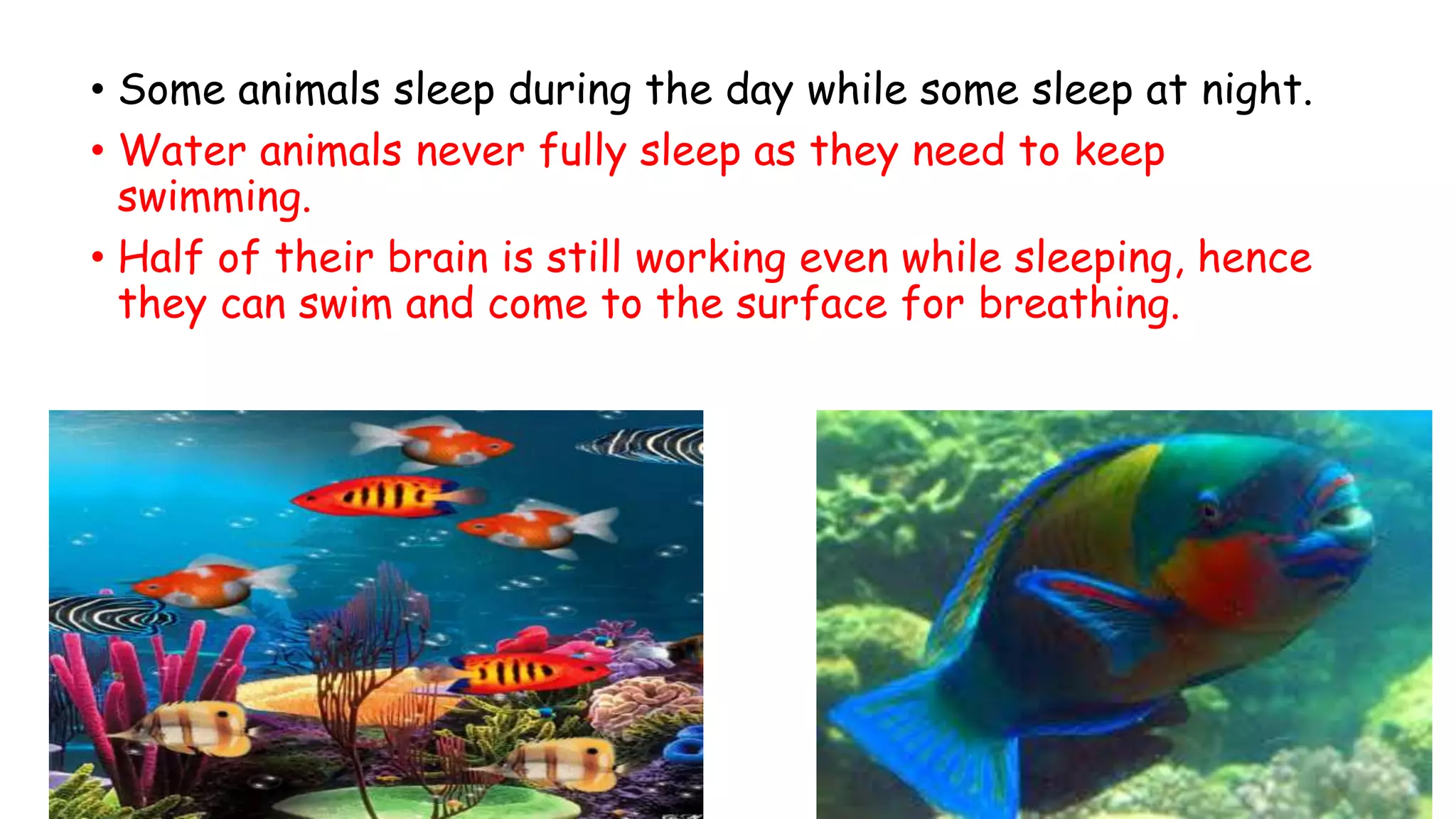 Animal sleep patterns | PPTX