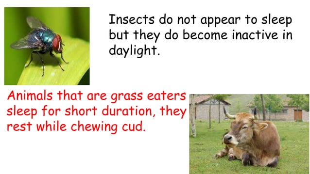 Animal sleep patterns | PPTX