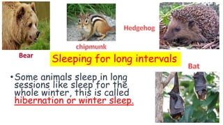 Animal sleep patterns | PPTX