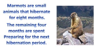 Animal sleep patterns | PPTX