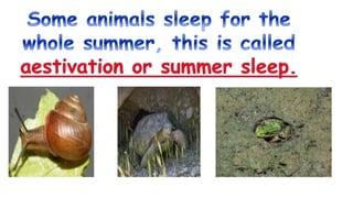 Animal sleep patterns | PPTX