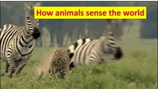 Animal sleep patterns | PPTX