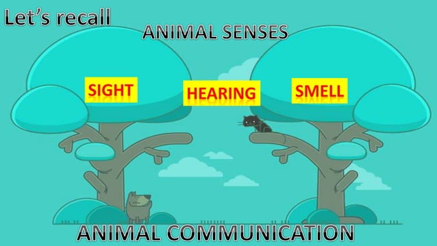 Animal sleep patterns | PPTX