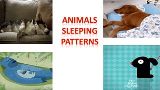 Animal sleep patterns | PPTX