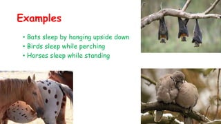 Animal sleep patterns | PPTX