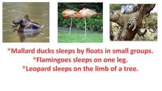 Animal sleep patterns | PPTX