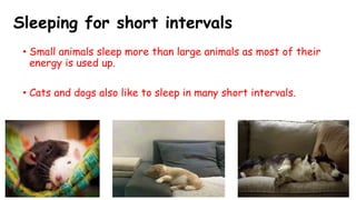 Animal sleep patterns | PPTX