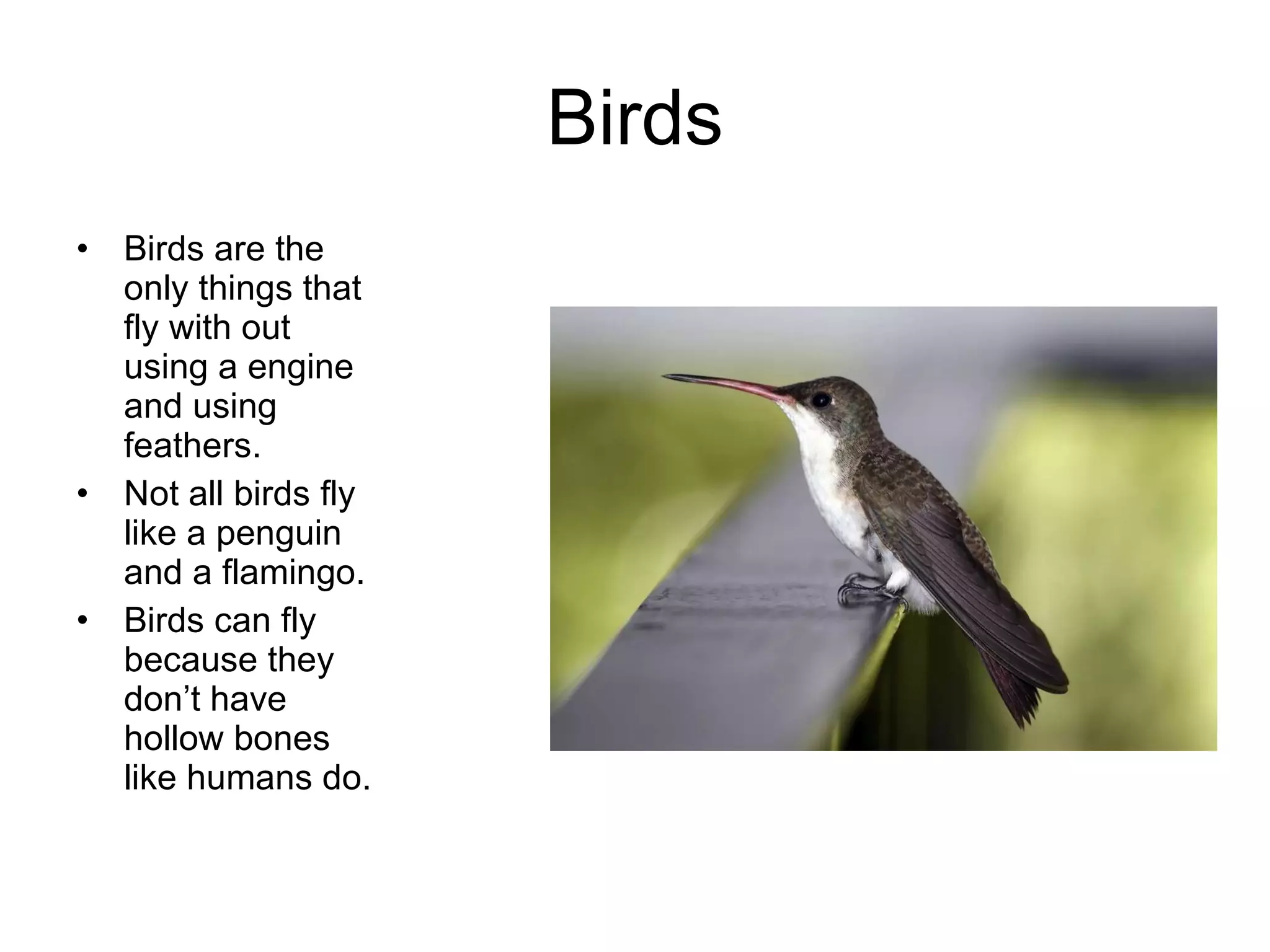 Animal slide show by jasmine | PPT