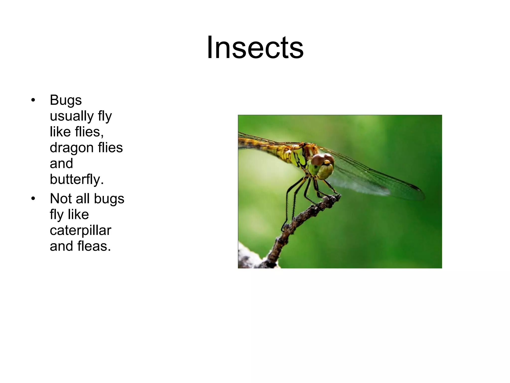 Animal slide show by jasmine | PPT