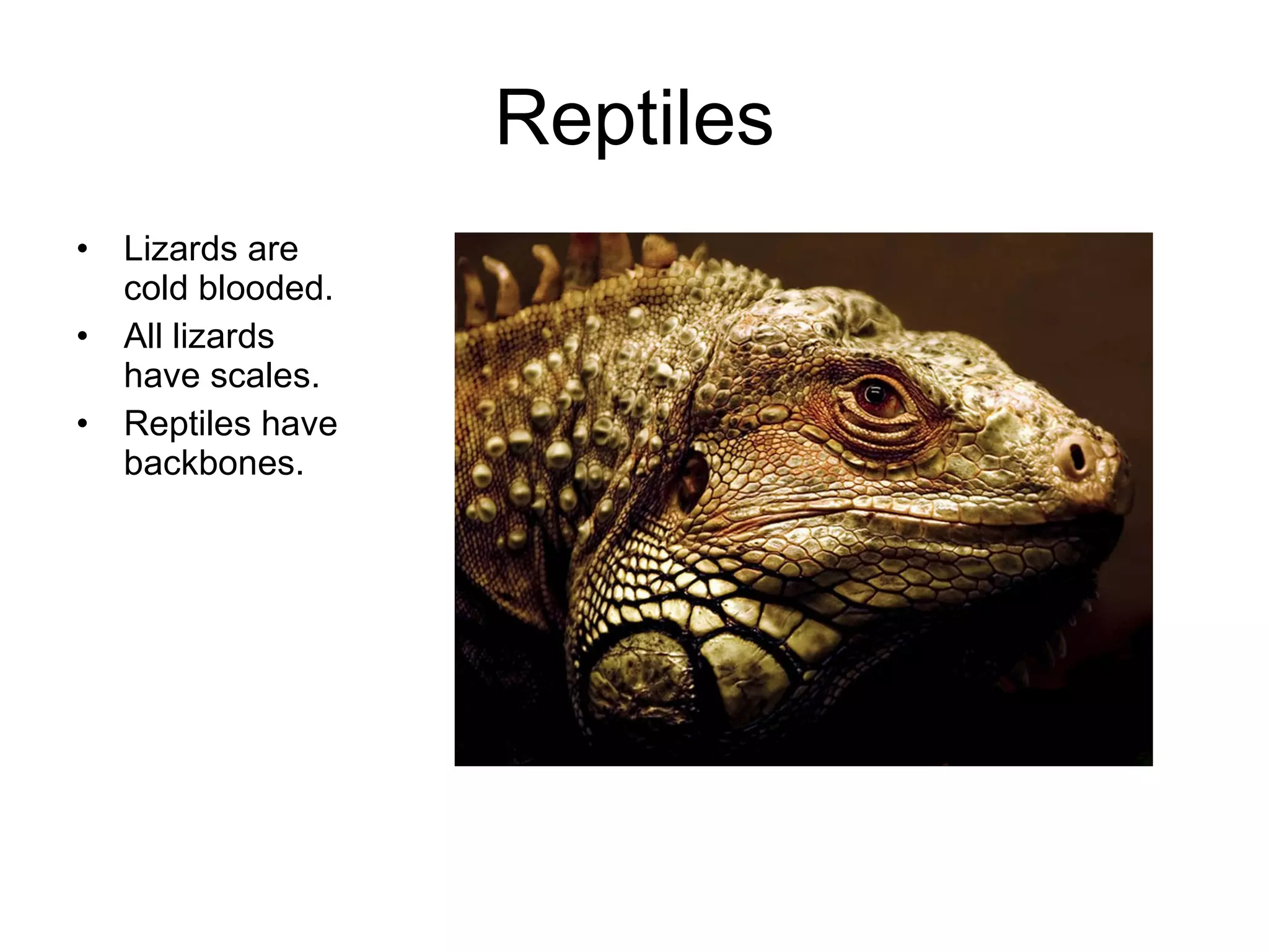 Animal slide show by jasmine | PPT