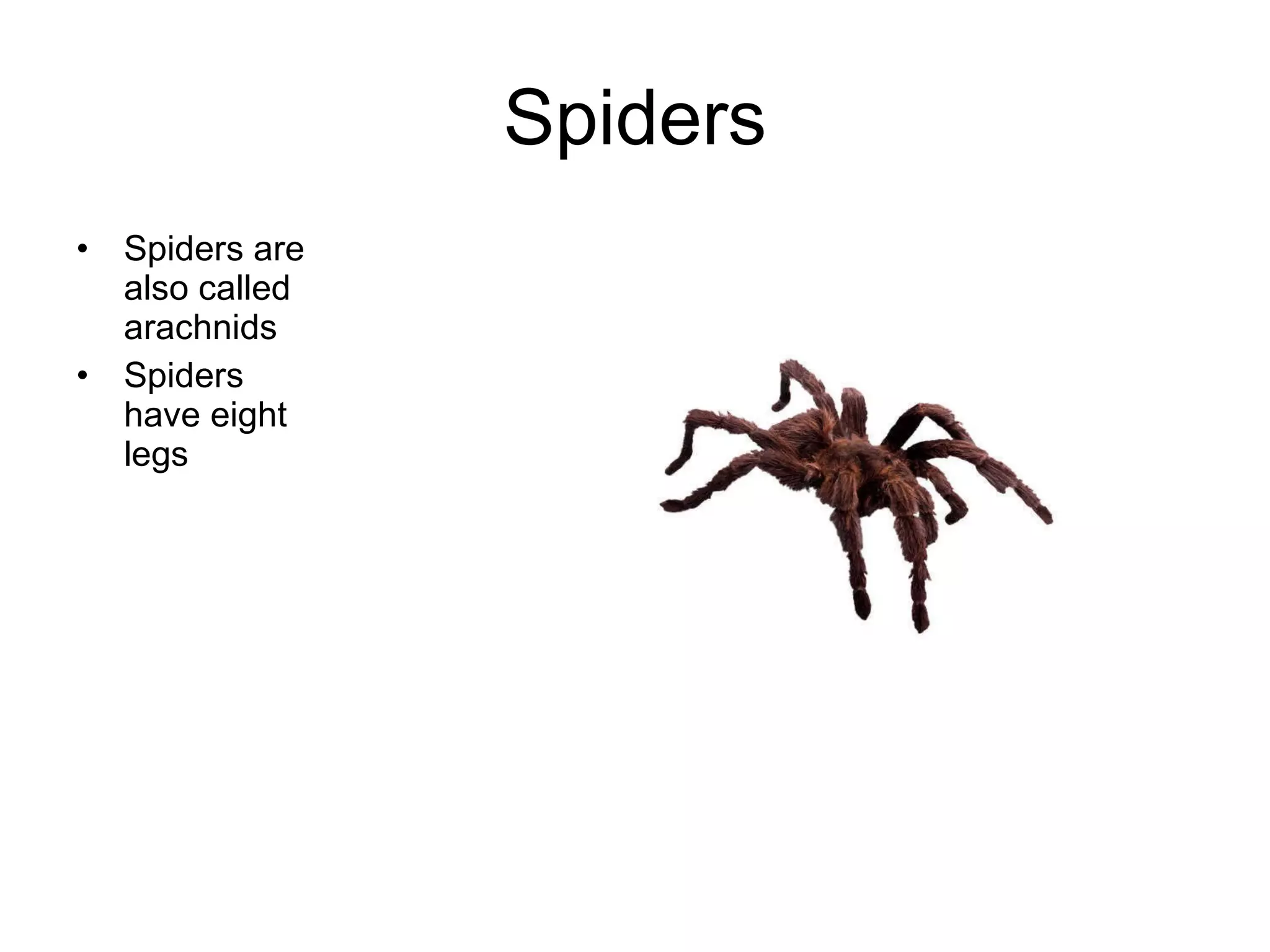 Animal slide show by jasmine | PPT