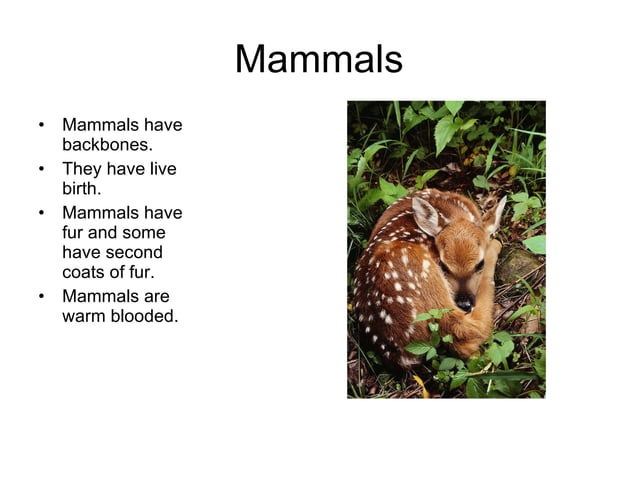 Animal slide show by jasmine | PPT