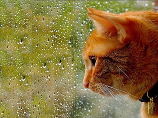 Animals looking through windows | PPSX