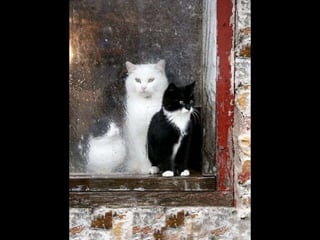 Animals looking through windows | PPSX