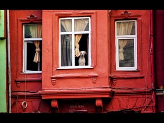 Animals looking through windows | PPT
