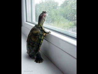 Animals looking through windows | PPSX
