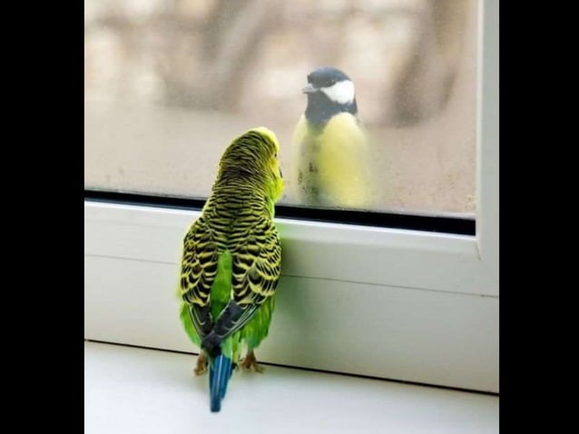 Animals looking through windows | PPT